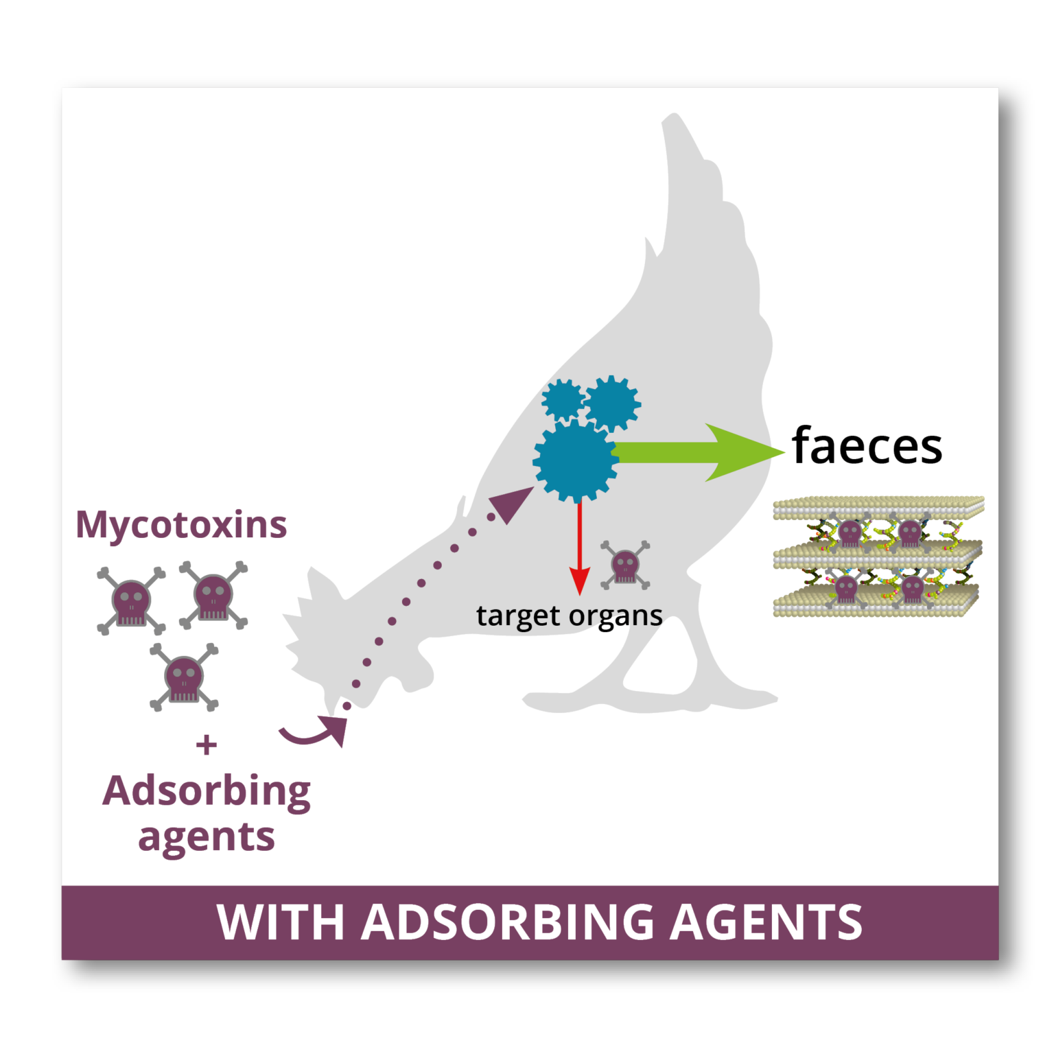 Myco’Essential – MYCOKINGDOM